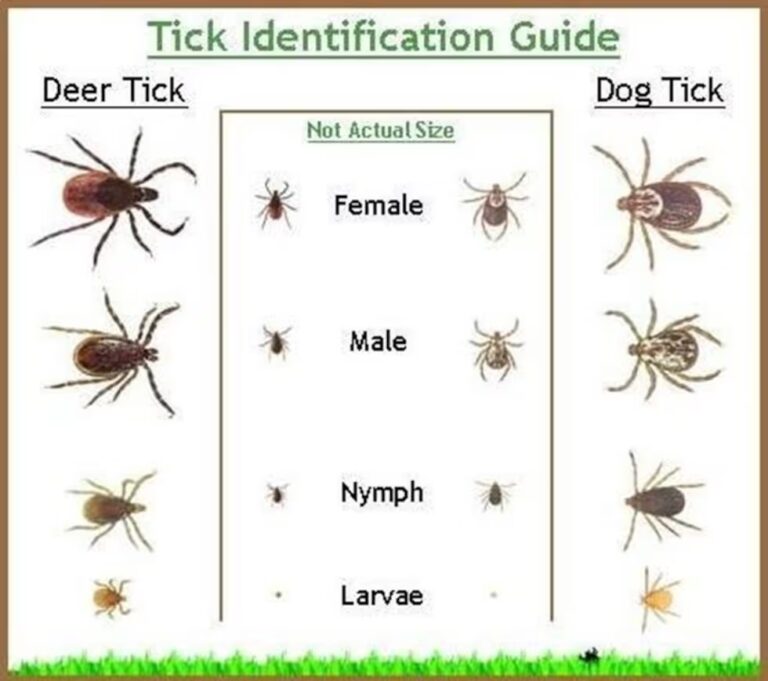 Tick Spray for Yard :Tick Prevention Spray for Yard